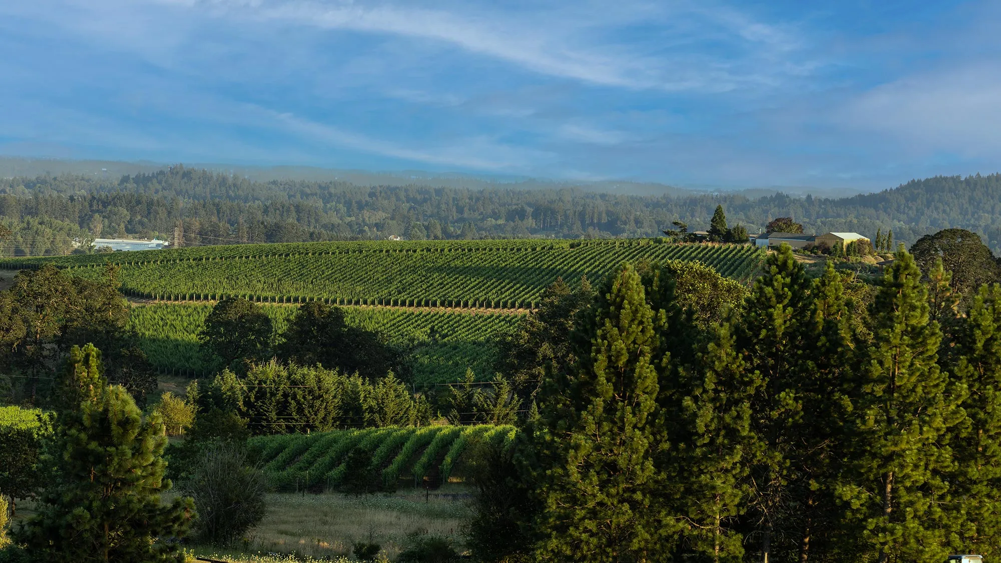 Our Vines - J. Christopher Wines